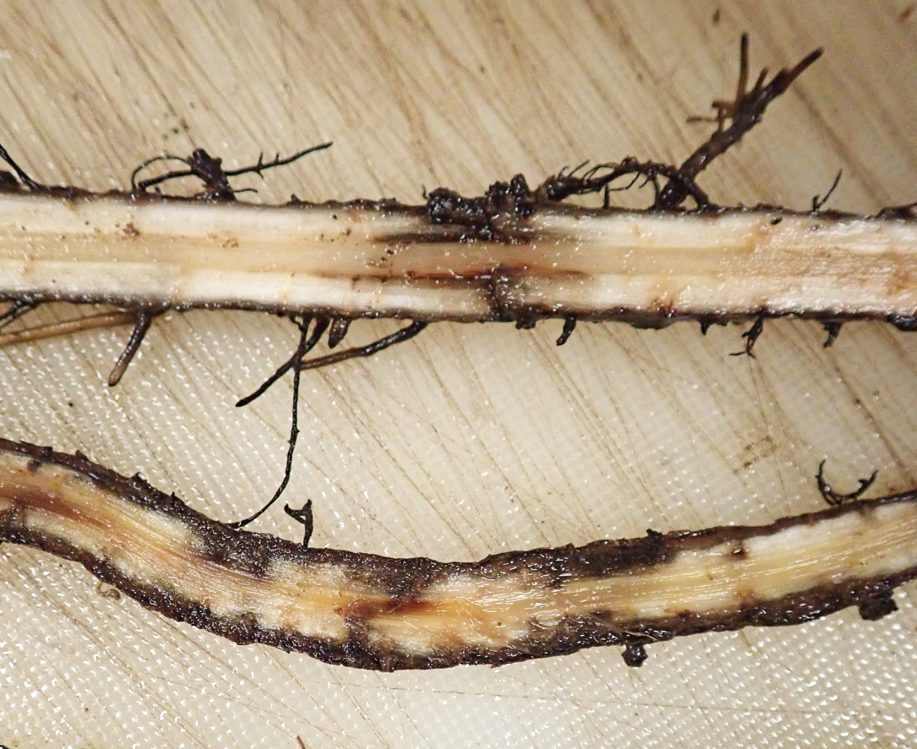 FOTO: https://abgc.org.au/2018/09/05/plant-parasitic-nematodes ...